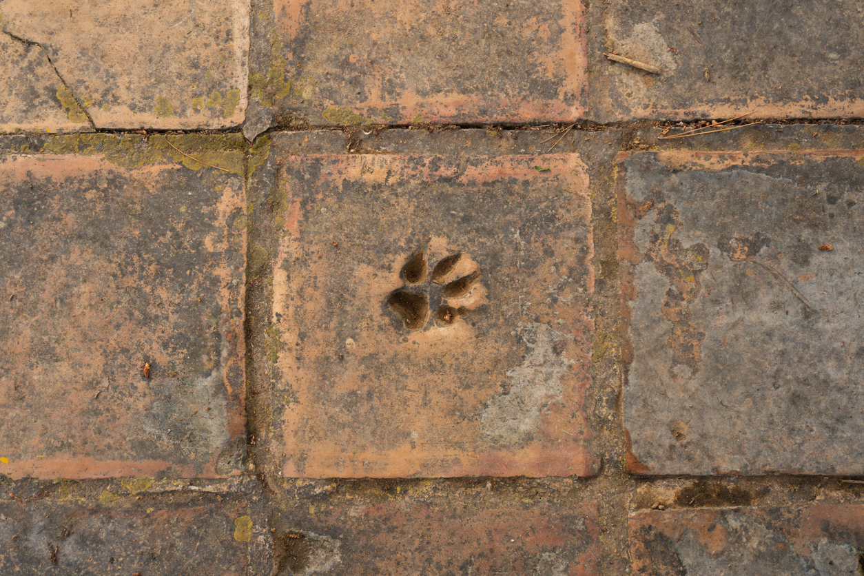 Paw Prints on Saltillo Floors & Terracotta Tiles: A Touch of History ...